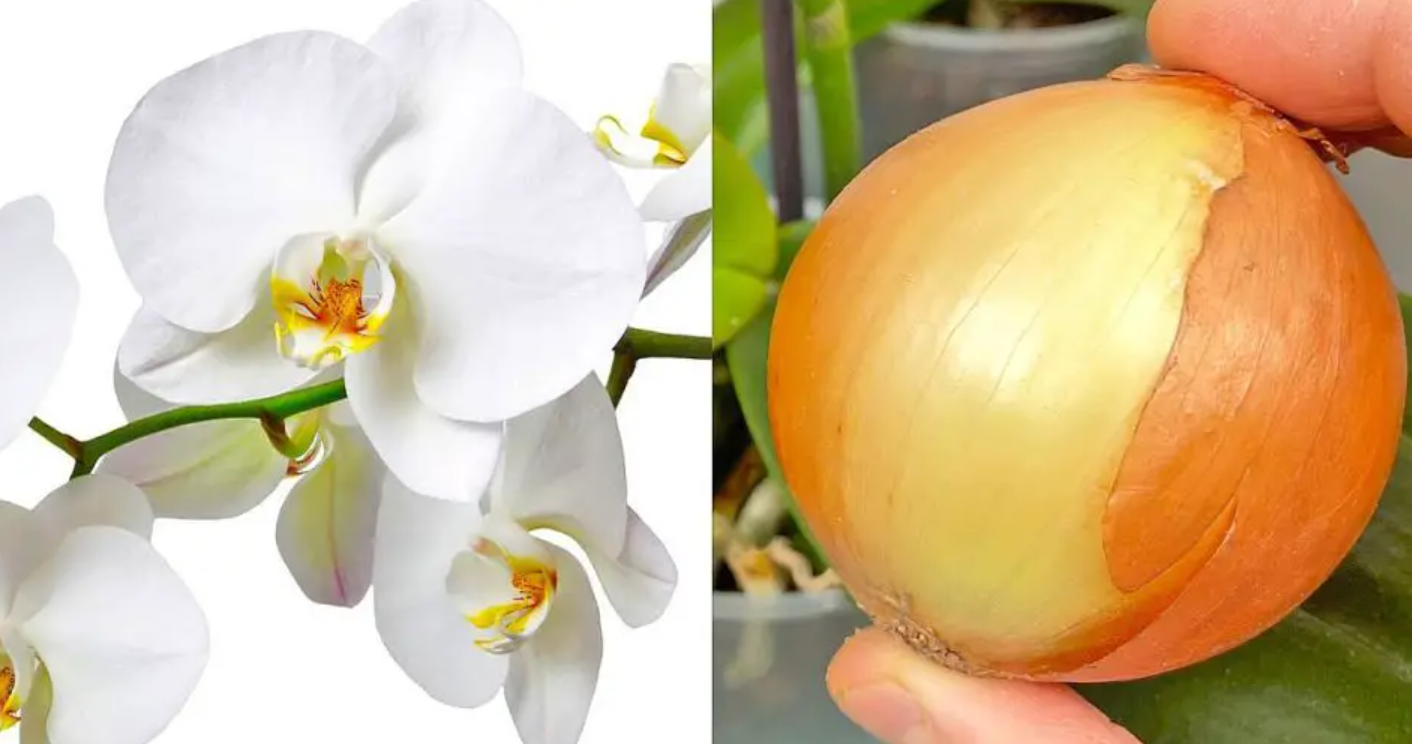 Orhideje pune cvetova tokom CELE GODINE? Probaj ovaj domaći recept i ...